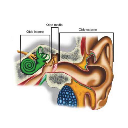 Anatomía del oído y su funcionamiento - Partes del oído